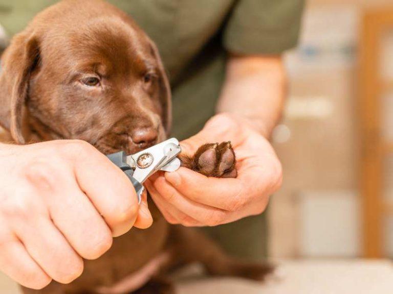 8 Best Dog Nail Clippers For Labrador Retrievers - A Comprehensive ...