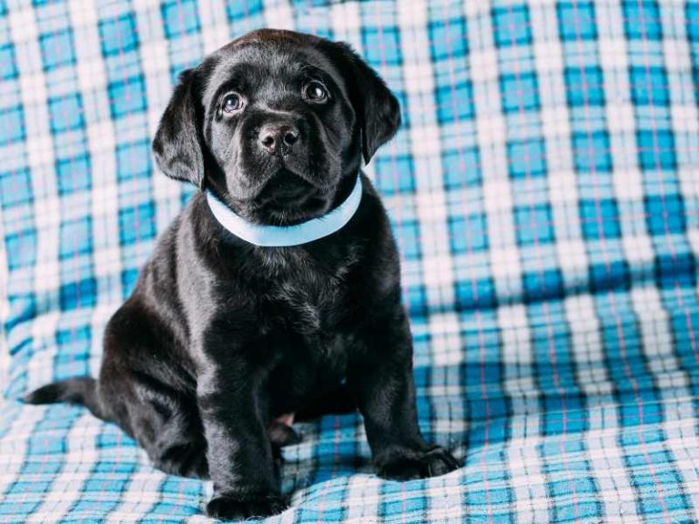 Which Labrador Color Is Best? Understanding Your Options