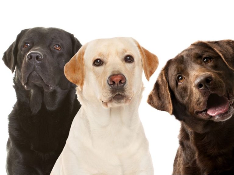 Which Labrador Color Is Best? Understanding Your Options
