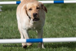 Best Dog Agility Equipment Compared For Beginners And Advanced Dogs