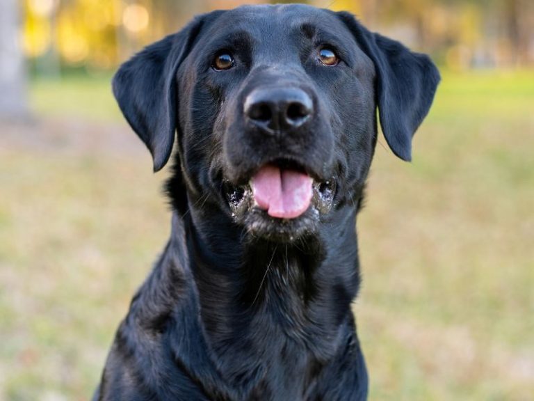 Struggling To Get Your Dog To Come When Called? Try This Simple Trick!