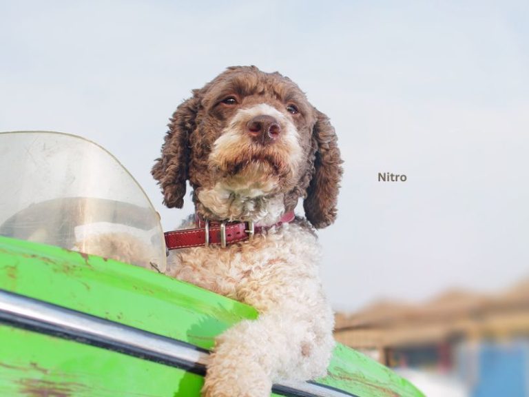 100+ Car Racing-Inspired Names For Your Labrador