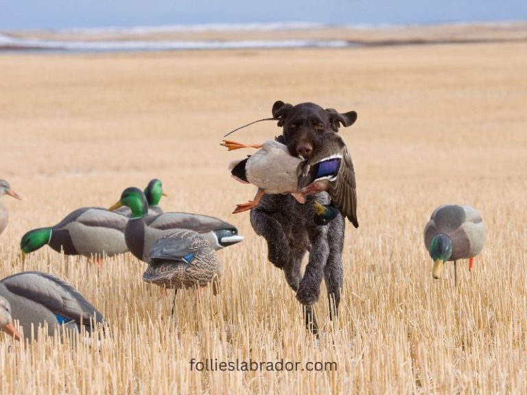 Why The Labrador Is The World's Most Popular Bird Dog
