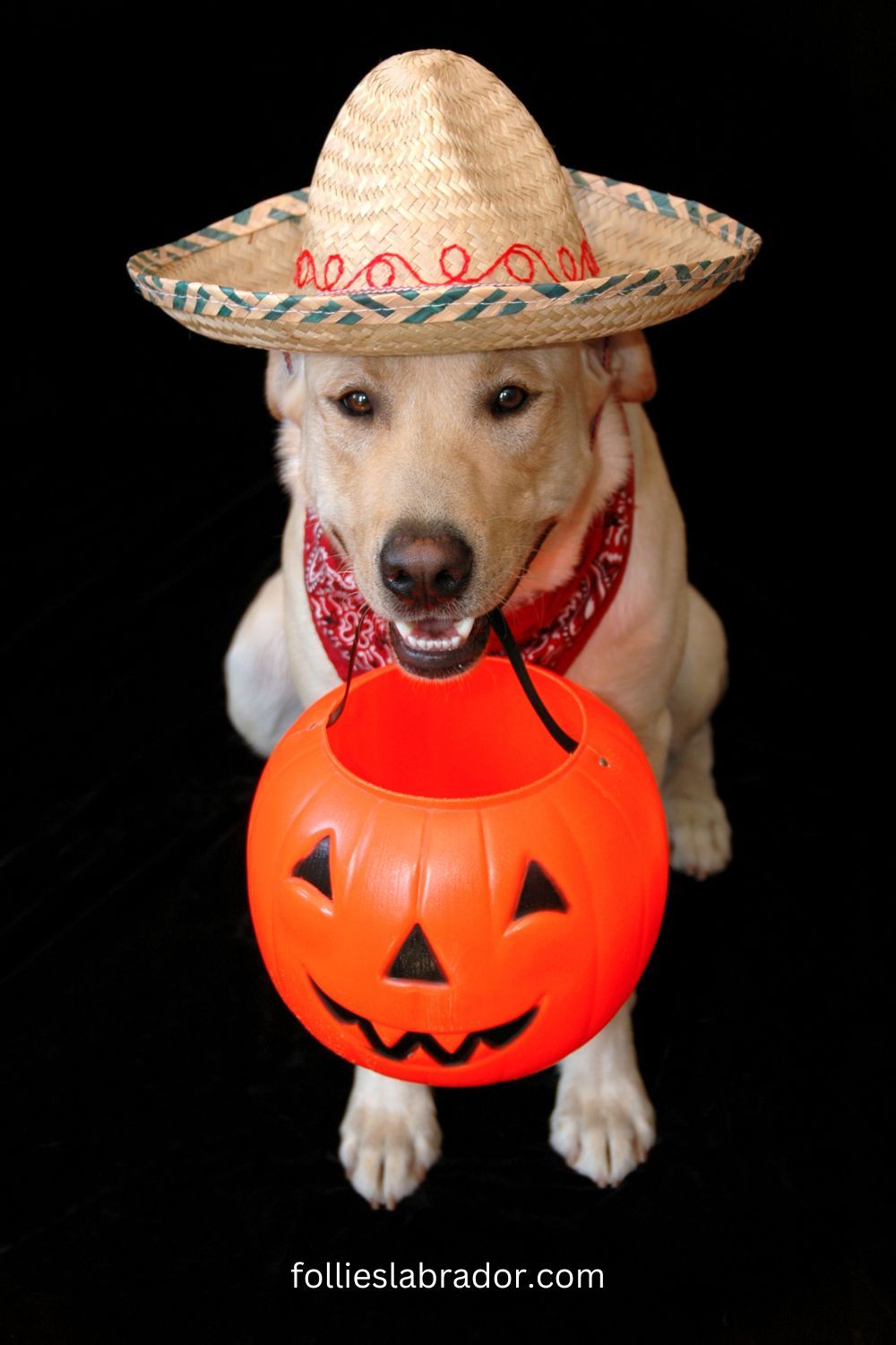 Halloween Safety And Fun Tips For Your Labrador (or Any Dog!)