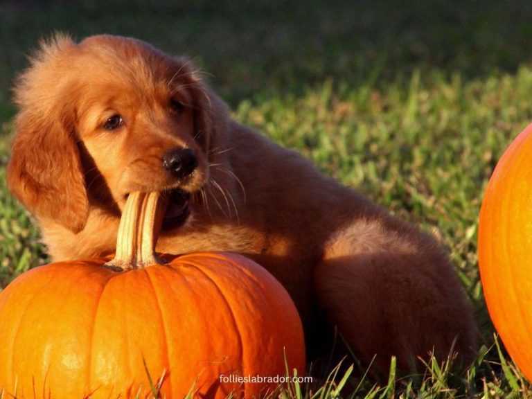 Halloween Safety And Fun Tips For Your Labrador (or Any Dog!)